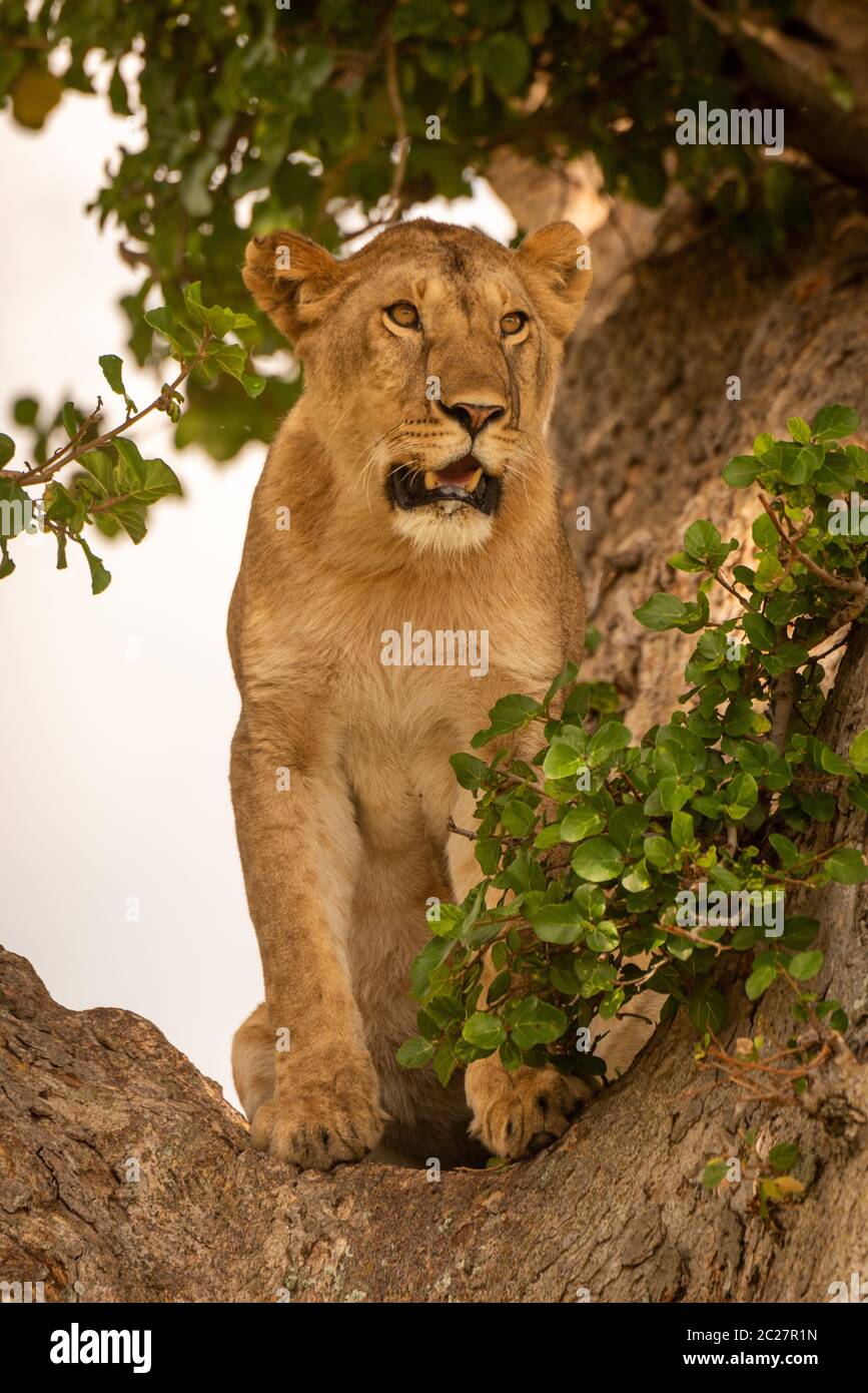 Young lion sits in tree looking right Stock Photo - Alamy