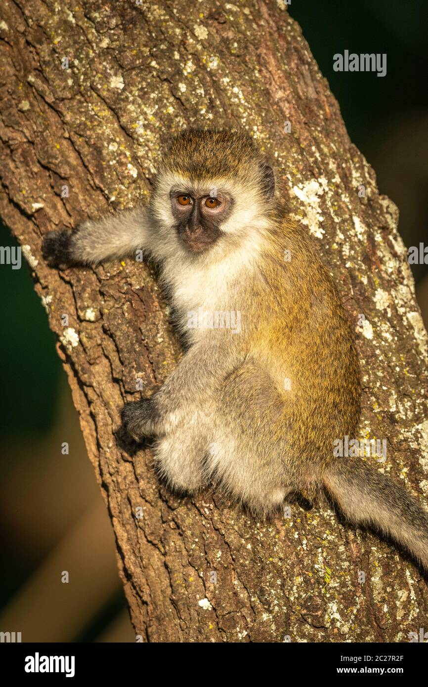 Monkey clings hi-res stock photography and images - Alamy