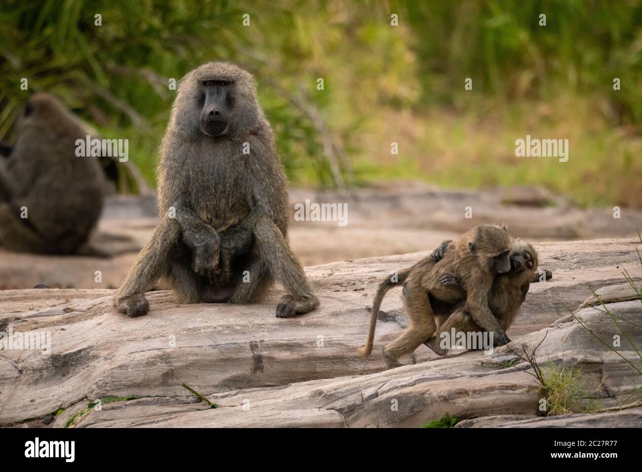 Two young olive baboons play by father Stock Photo - Alamy