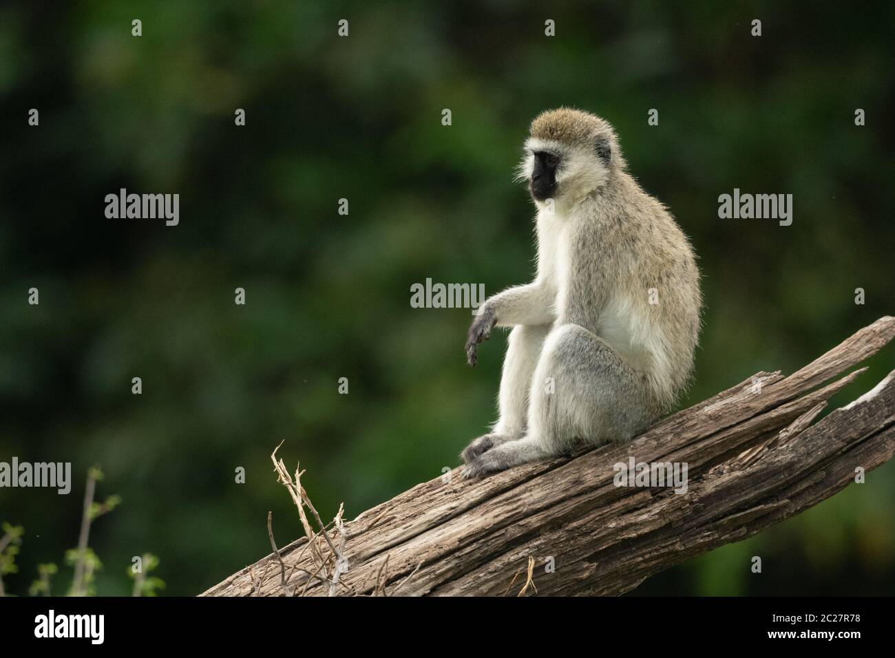 Vervet monkey sits on log in profile Stock Photo - Alamy