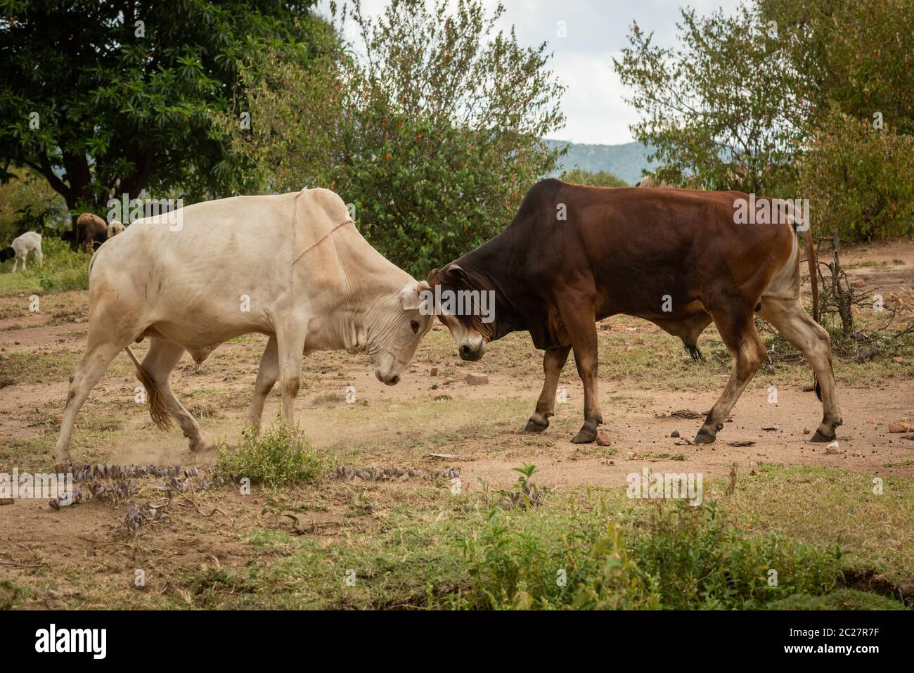 White and brown bulls bump heads together Stock Photo - Alamy