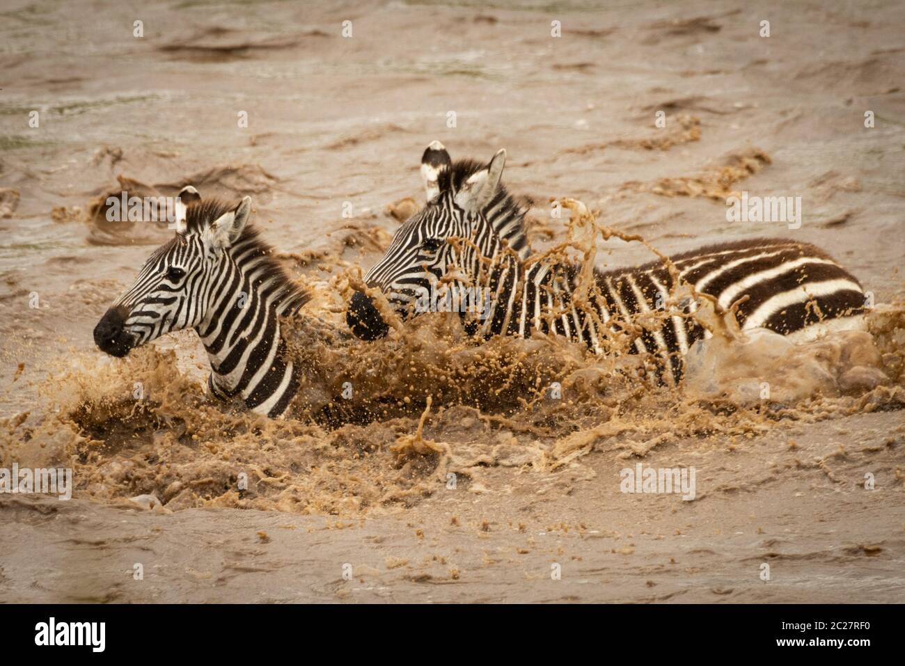 Zebra walk hi-res stock photography and images - Alamy