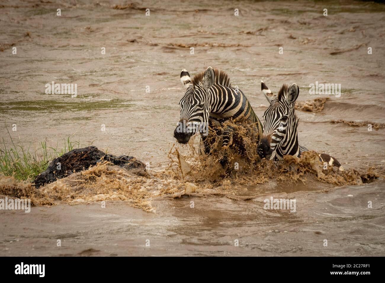 Zebra cross hi-res stock photography and images - Alamy