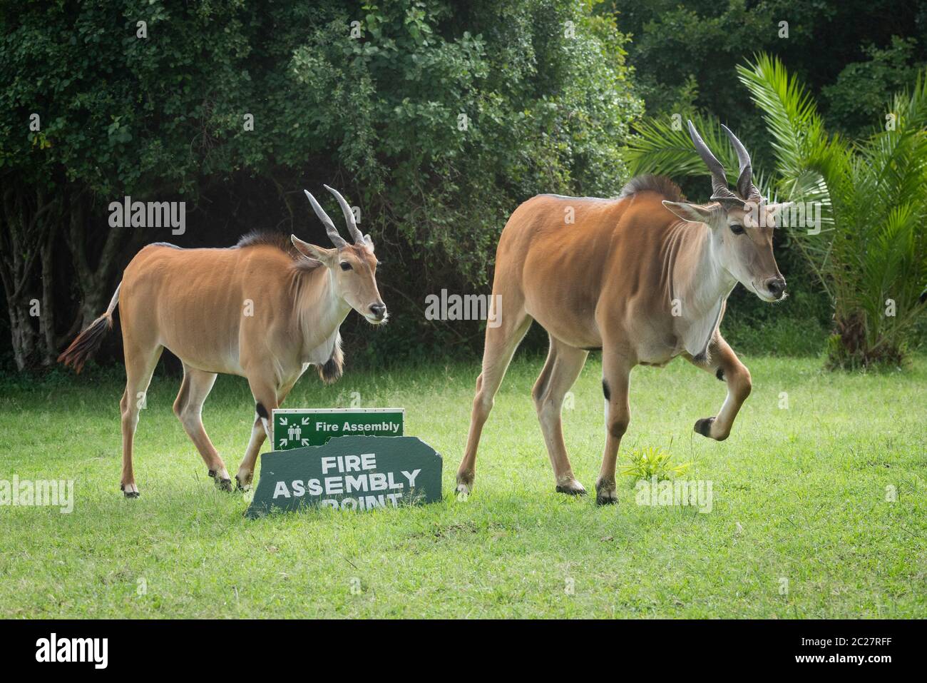 Antelope crossing sign hi-res stock photography and images - Alamy