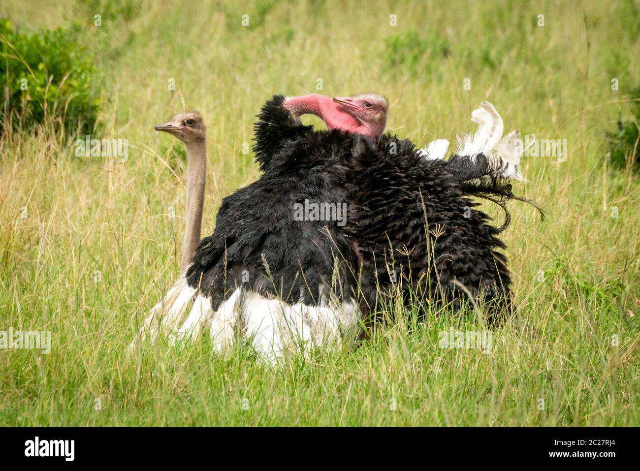 Mating ostrich hi-res stock photography and images - Alamy