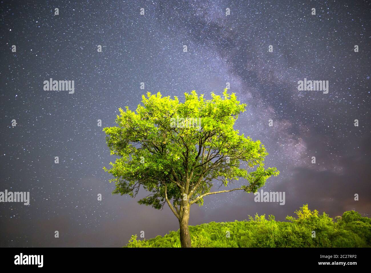 Green tree Milky way night sky Stock Photo - Alamy