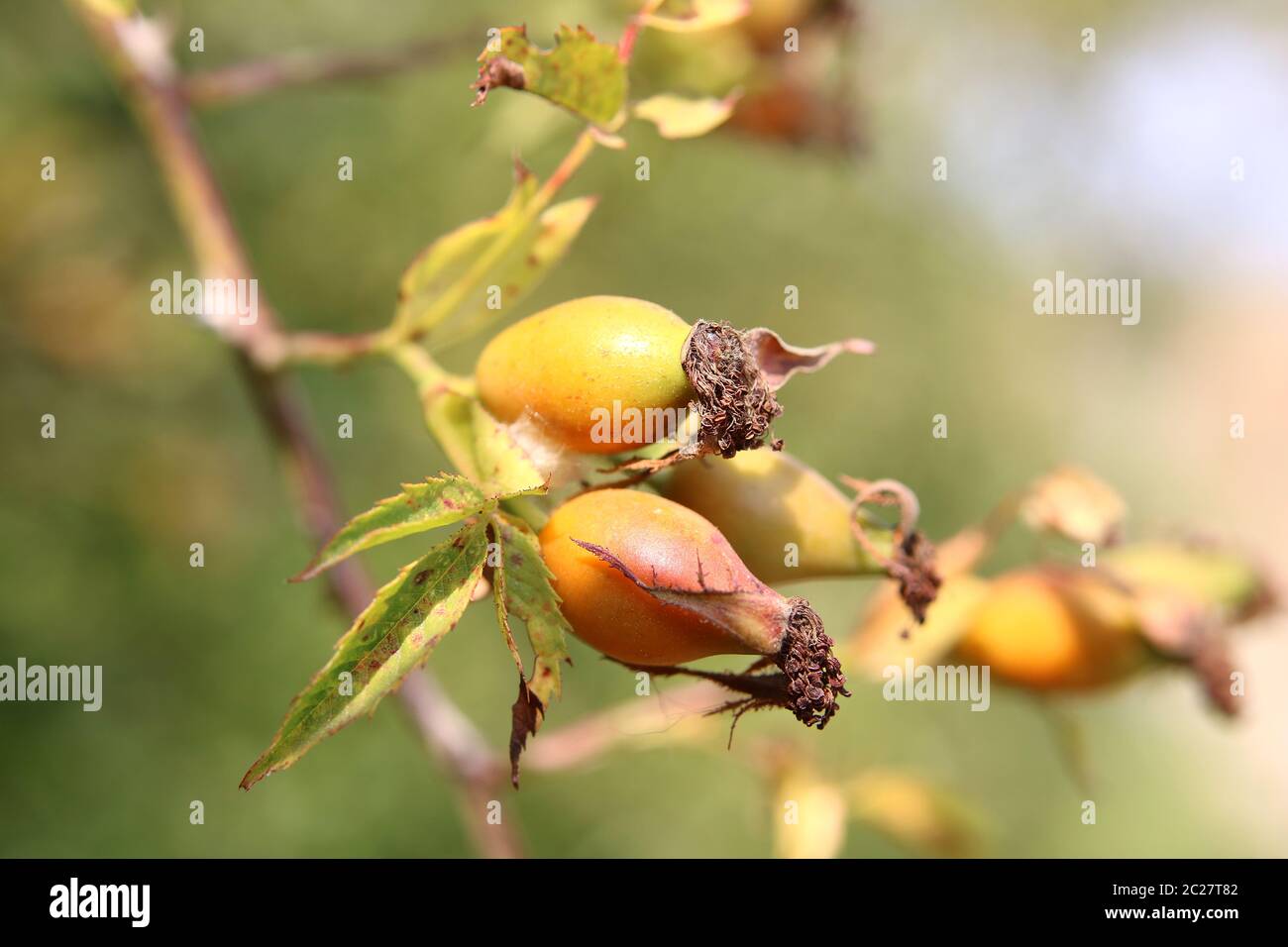 Hagebutten ernte hi-res stock photography and images - Alamy