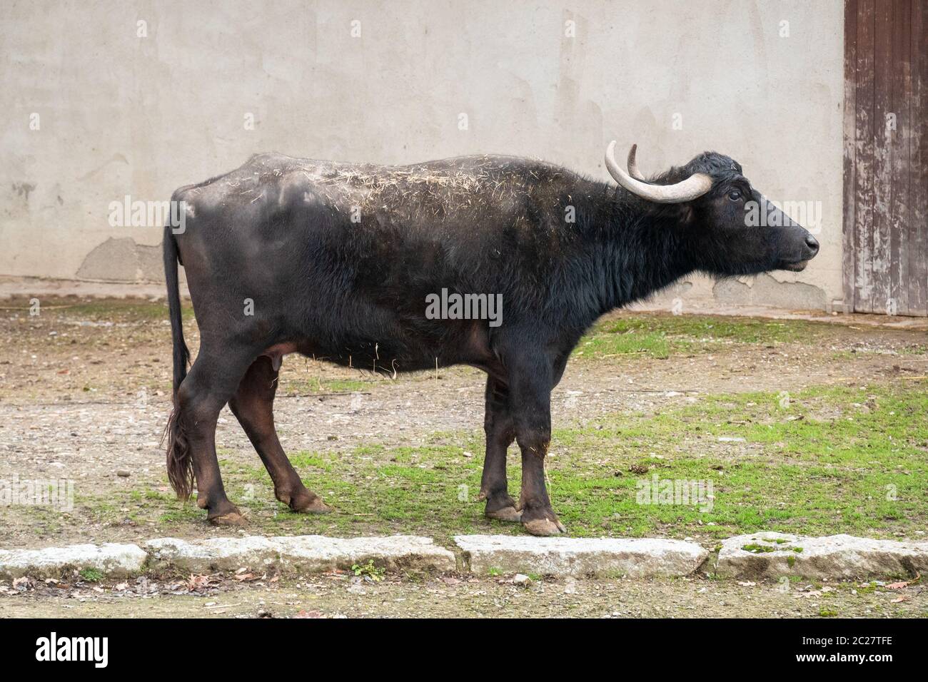 black cow at a wall Stock Photo - Alamy