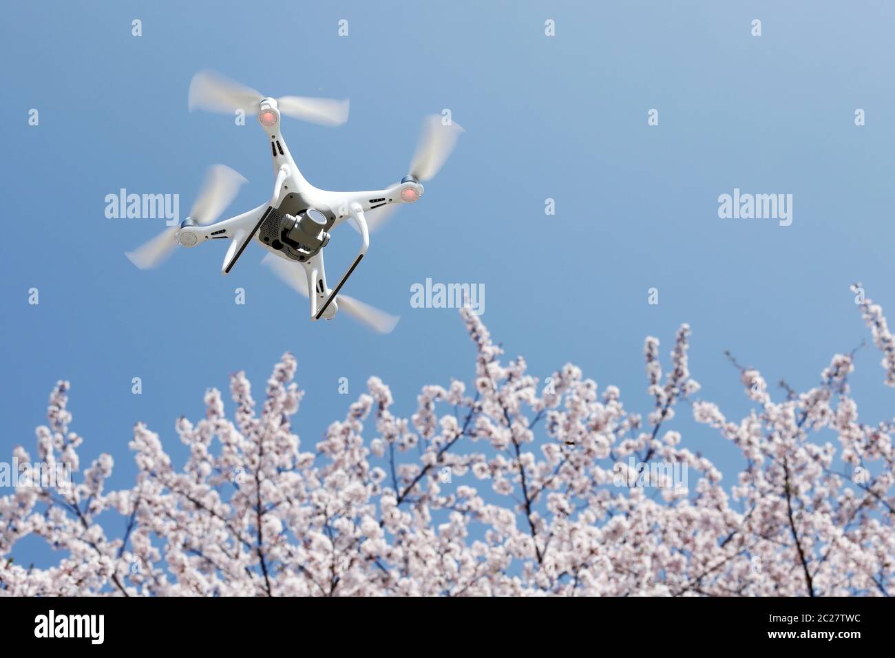 Drone flying in the air, with beautiful cherry blossom or sakura and ...