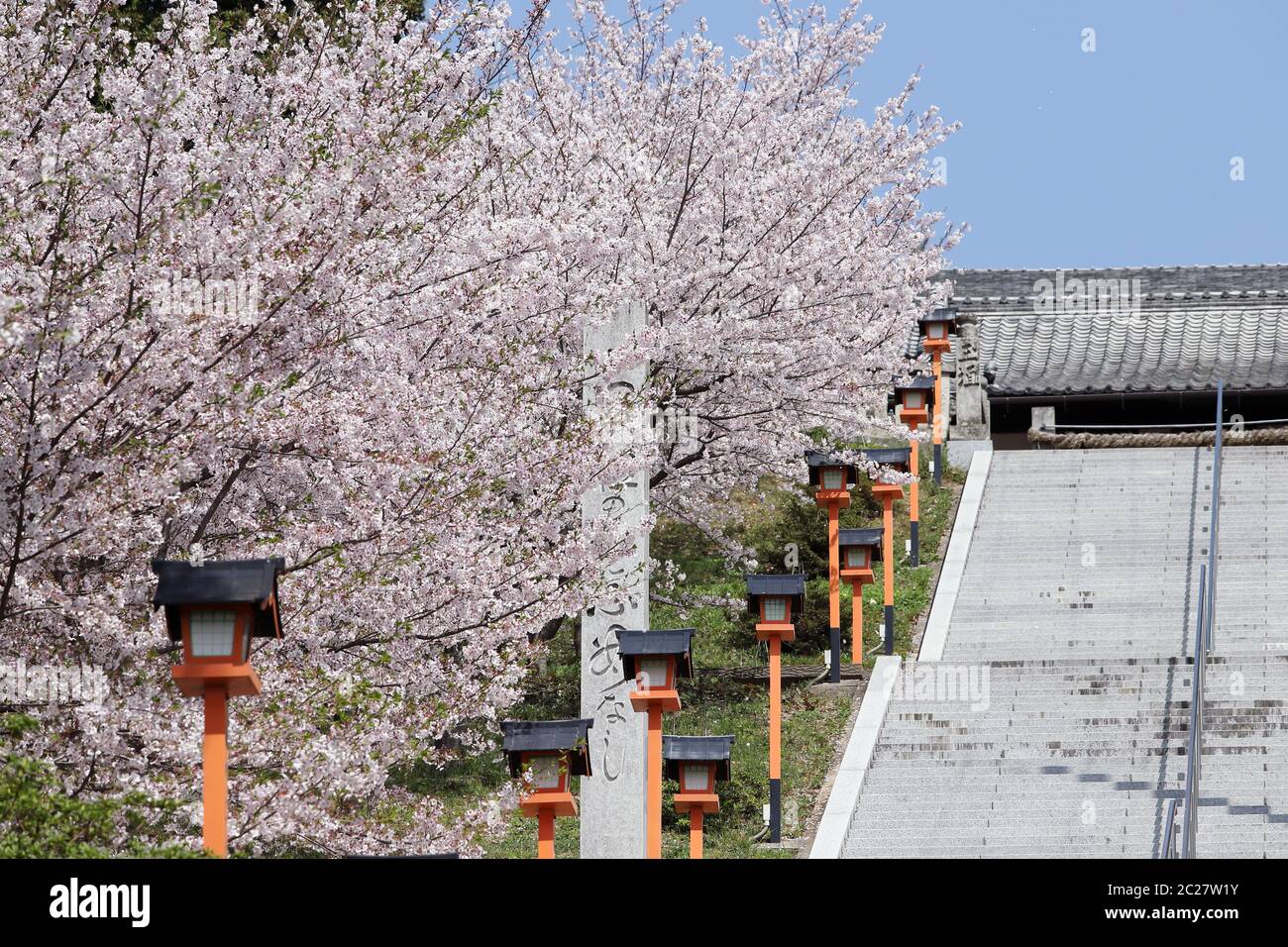 Cherry blossom tree with stairway, Japanese scene Stock Photo - Alamy
