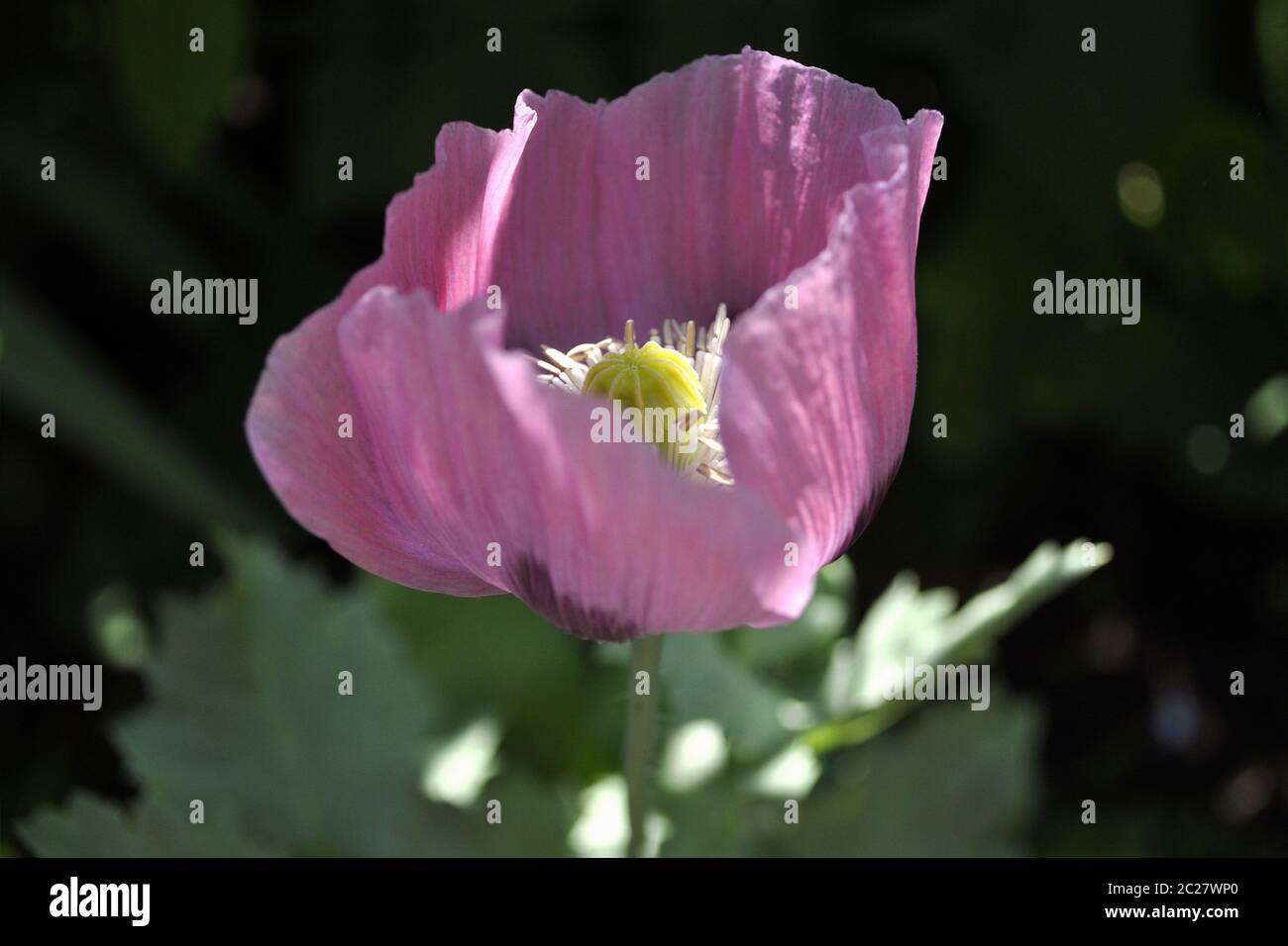 Decorative poppy hi-res stock photography and images - Alamy