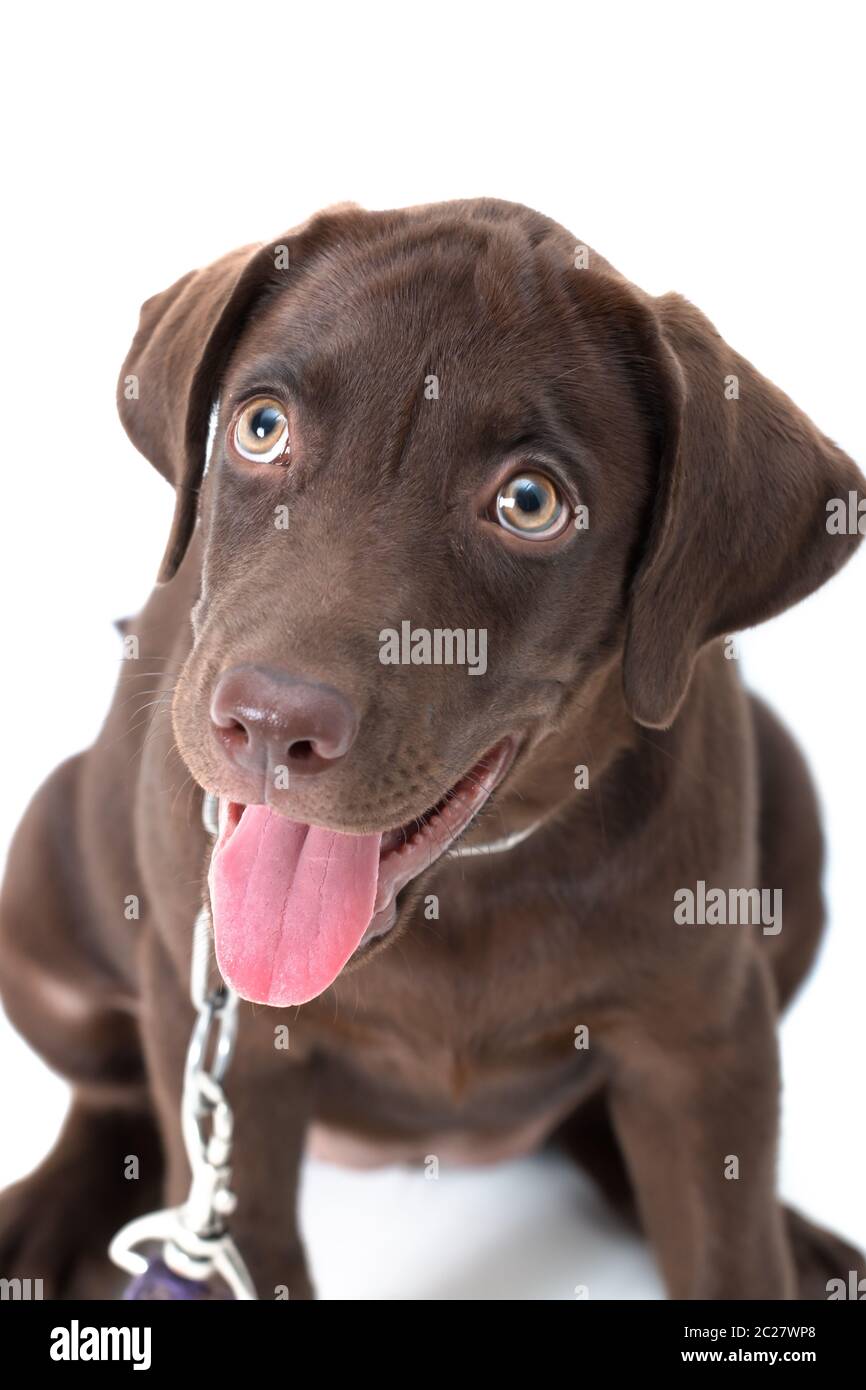 Labrador looking up chocolate hi-res stock photography and images - Alamy