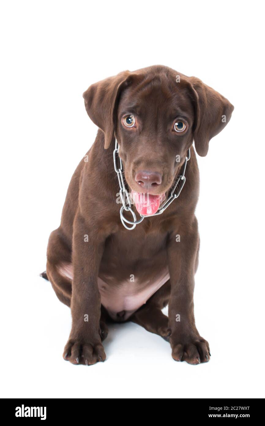 Labrador with mouth open Cut Out Stock Images & Pictures - Alamy