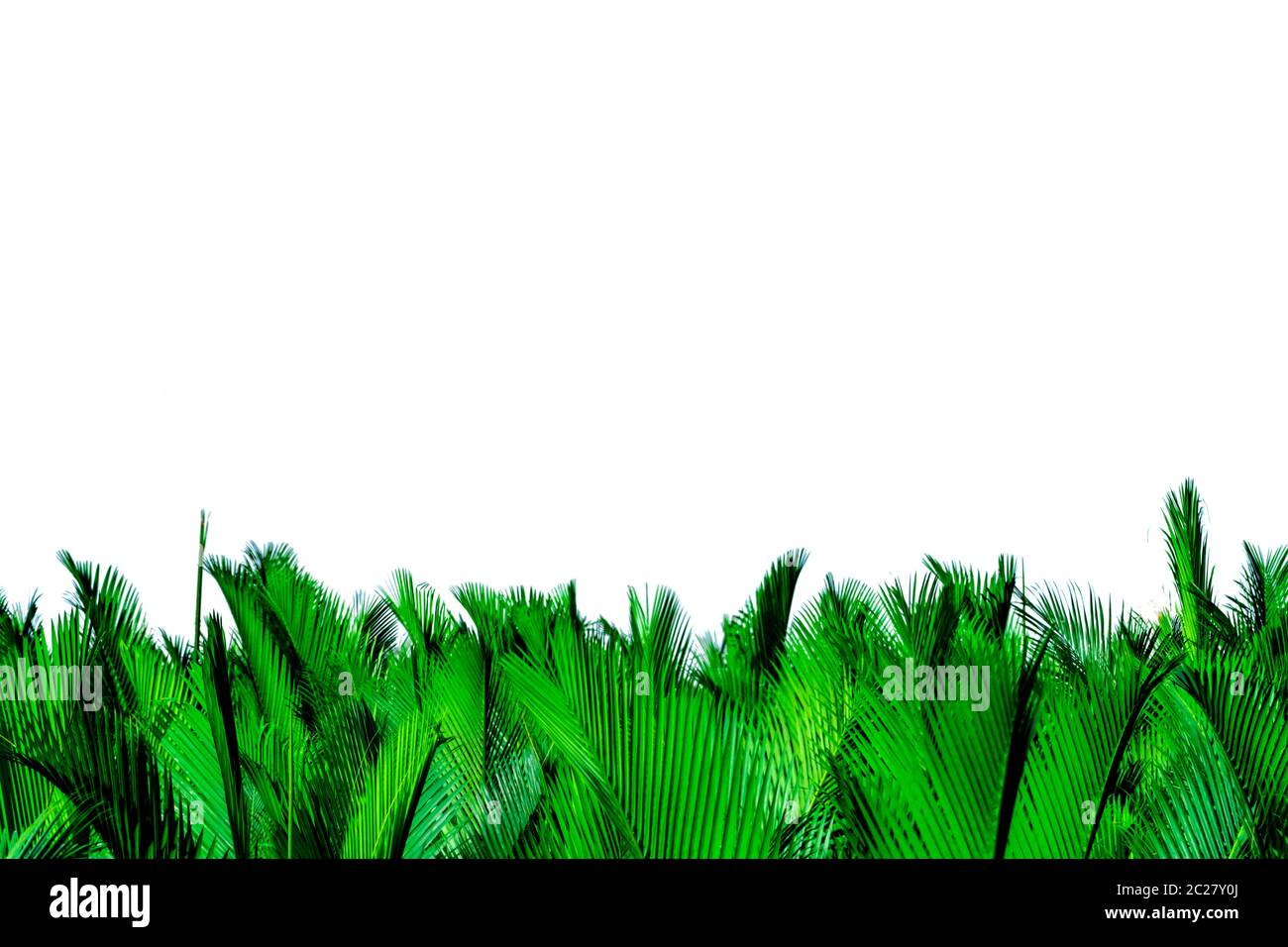 Green leaves of palm isolated on white background. Nypa fruticans Wurmb ...