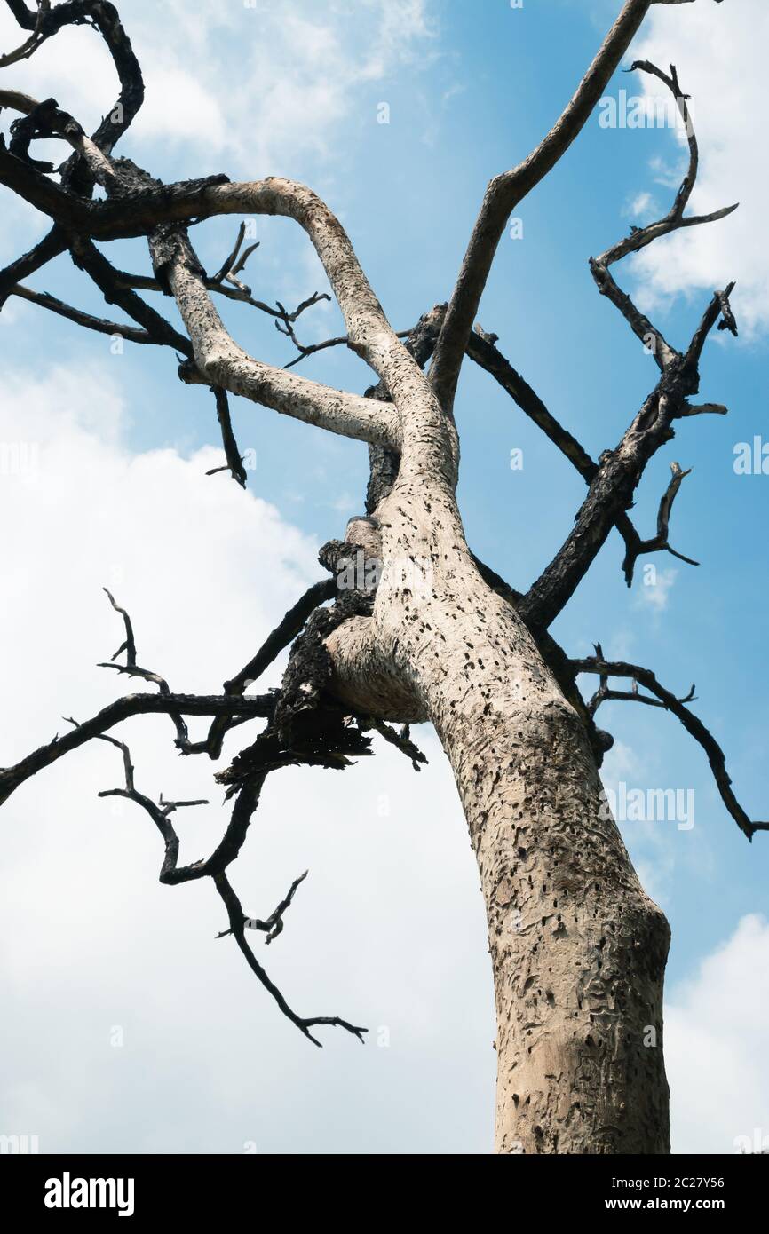 Scary dead tree hi-res stock photography and images - Alamy