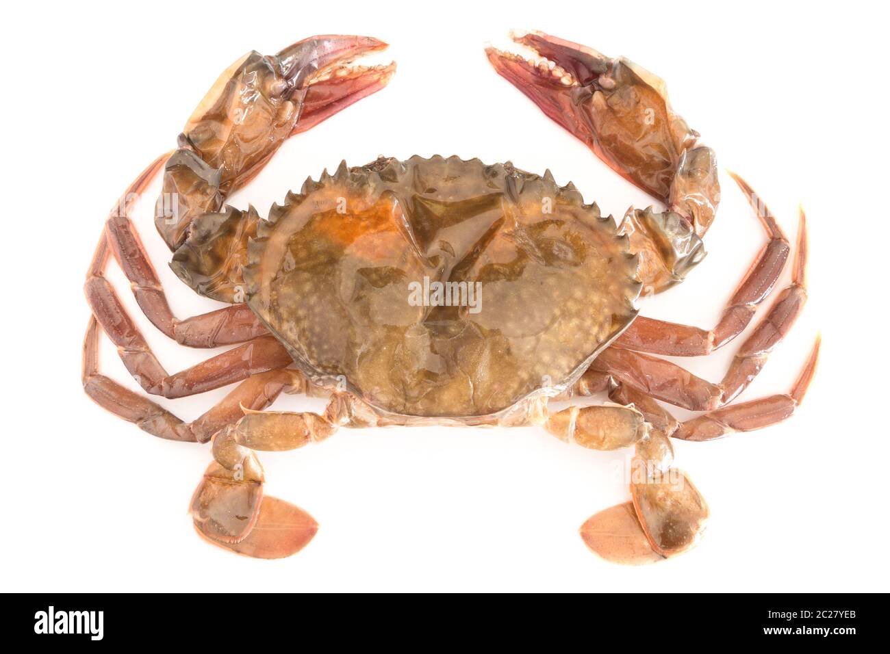 soft shell crab Stock Photo - Alamy