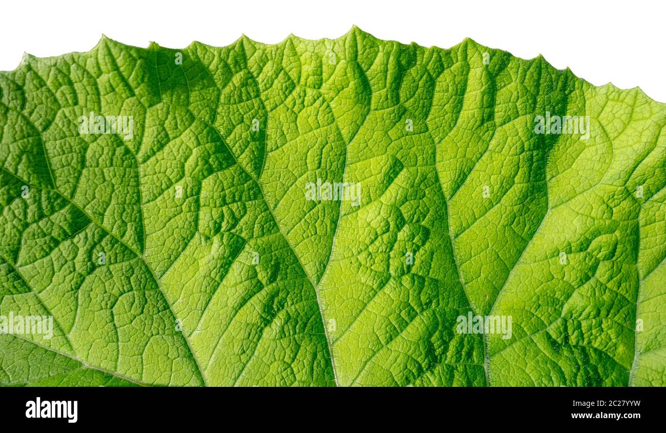 edge of a green plant leaf closeup in white back Stock Photo - Alamy