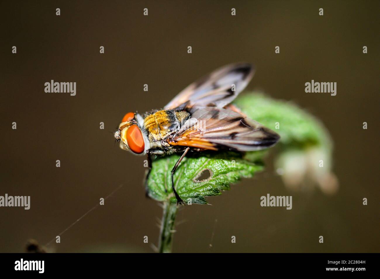 this is a fly on a plant Stock Photo - Alamy