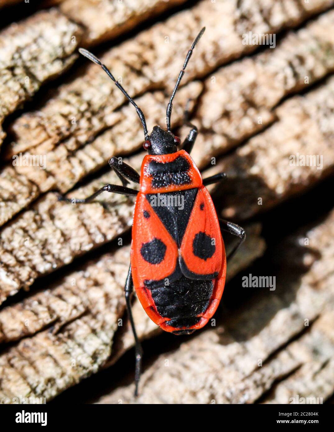 A bug, fire bug or beetle on a plant Stock Photo - Alamy