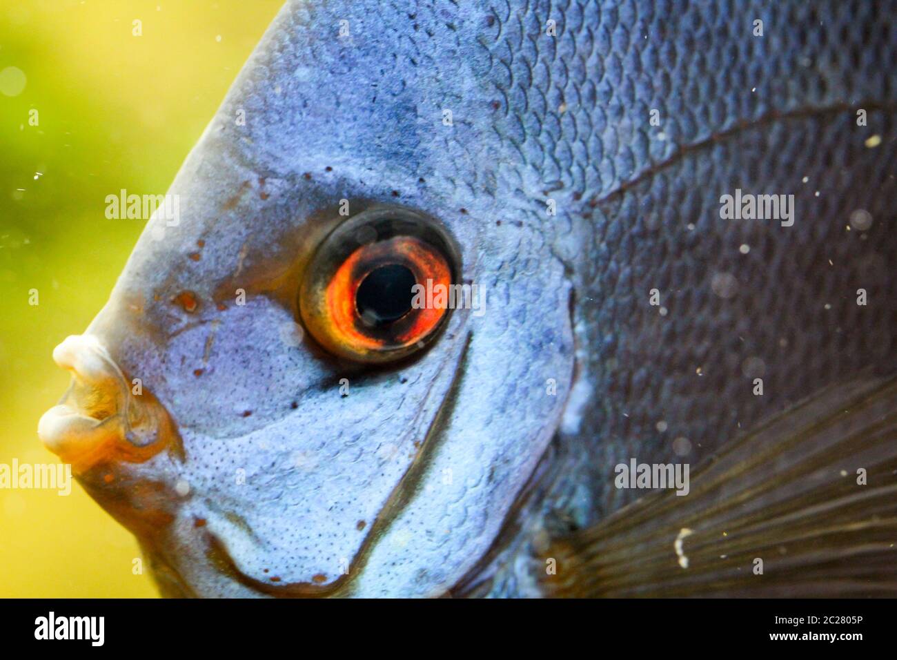 this is a close up of a discus fish Stock Photo - Alamy