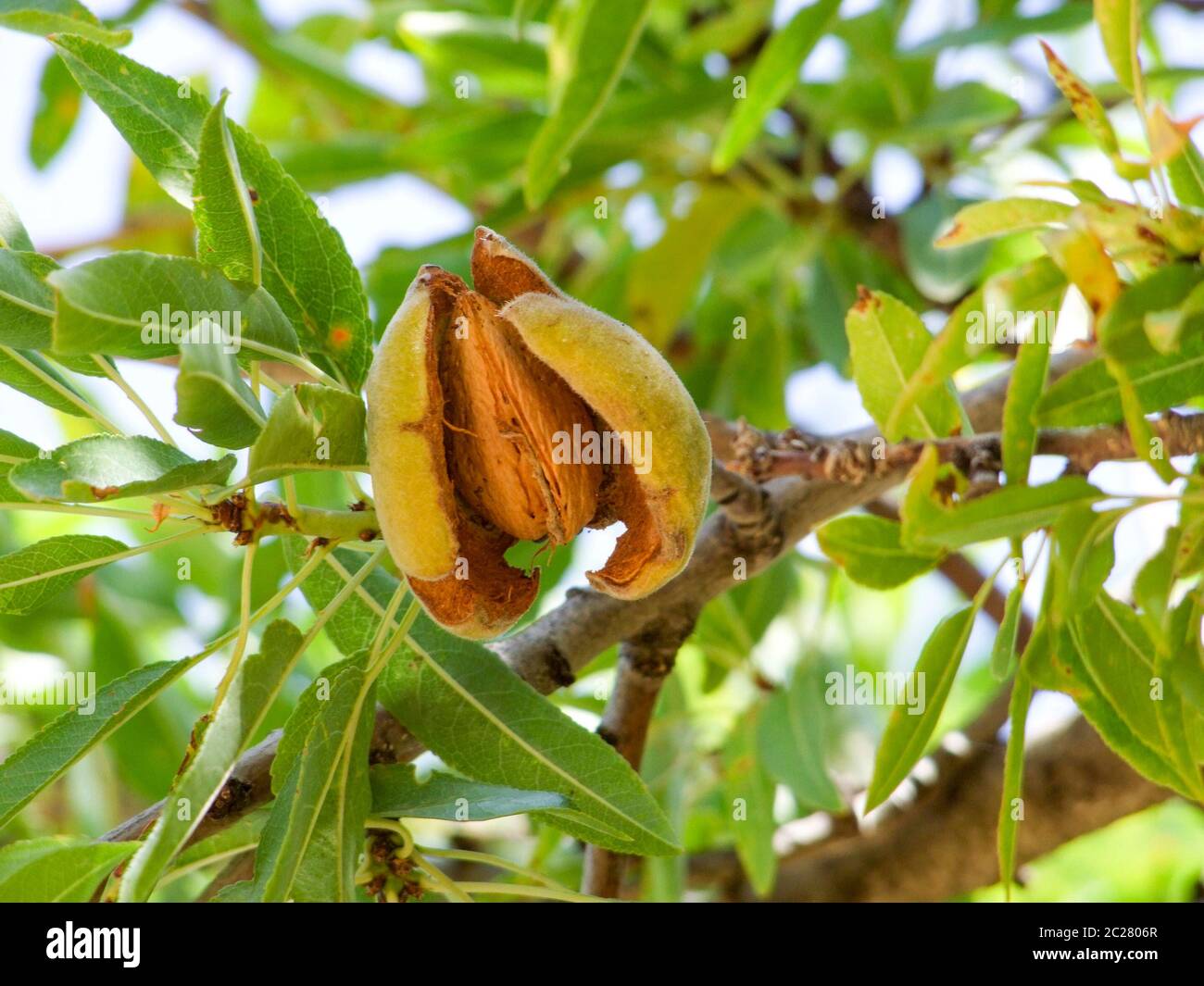 Mature almond tree hi-res stock photography and images - Alamy