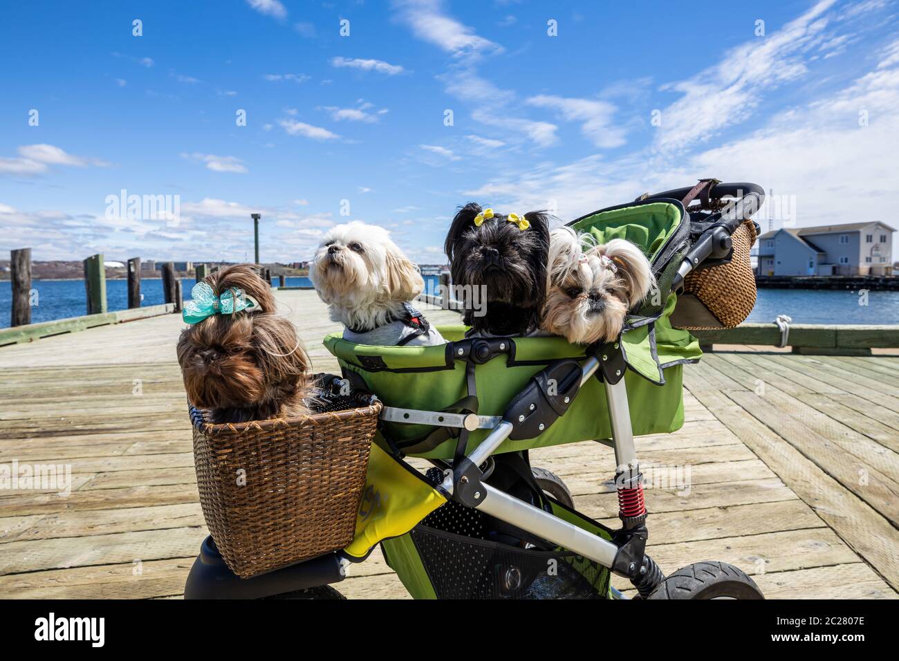 Dogs in stroller hi-res stock photography and images - Alamy