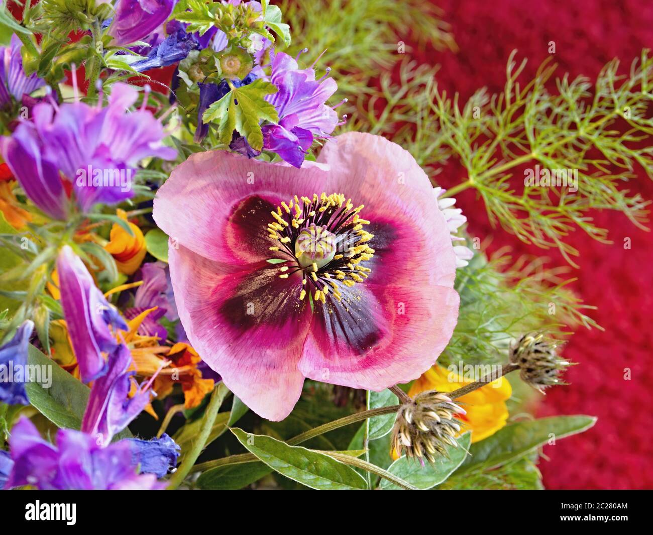 Open poppy hi-res stock photography and images - Alamy
