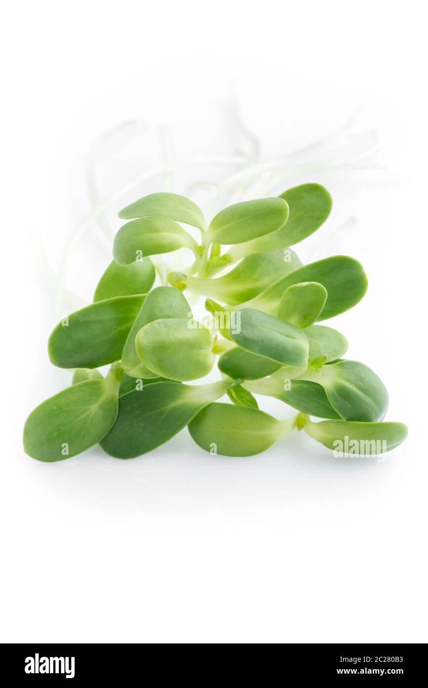 Grow sunflower sprouts hi-res stock photography and images - Alamy