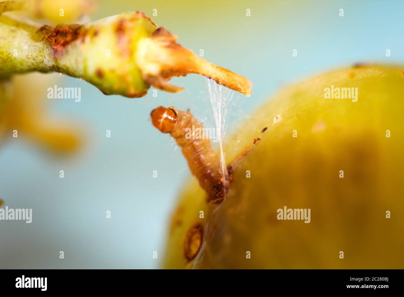 a made or worm comes out of a grape and spins itself in Stock Photo - Alamy