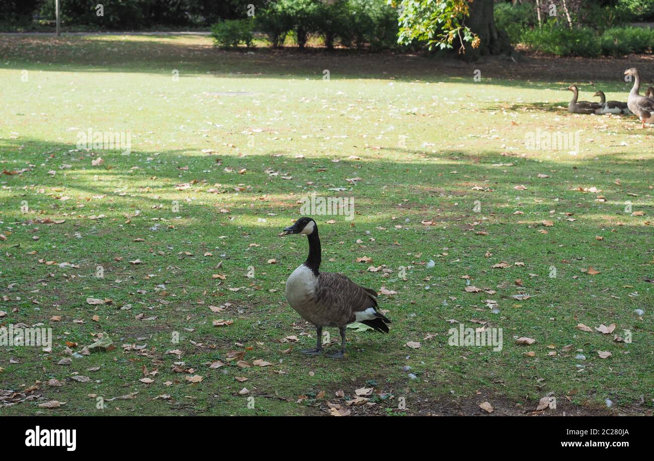 Canada Goose (Branta canadensis) animal of phylum Chordata, clade ...