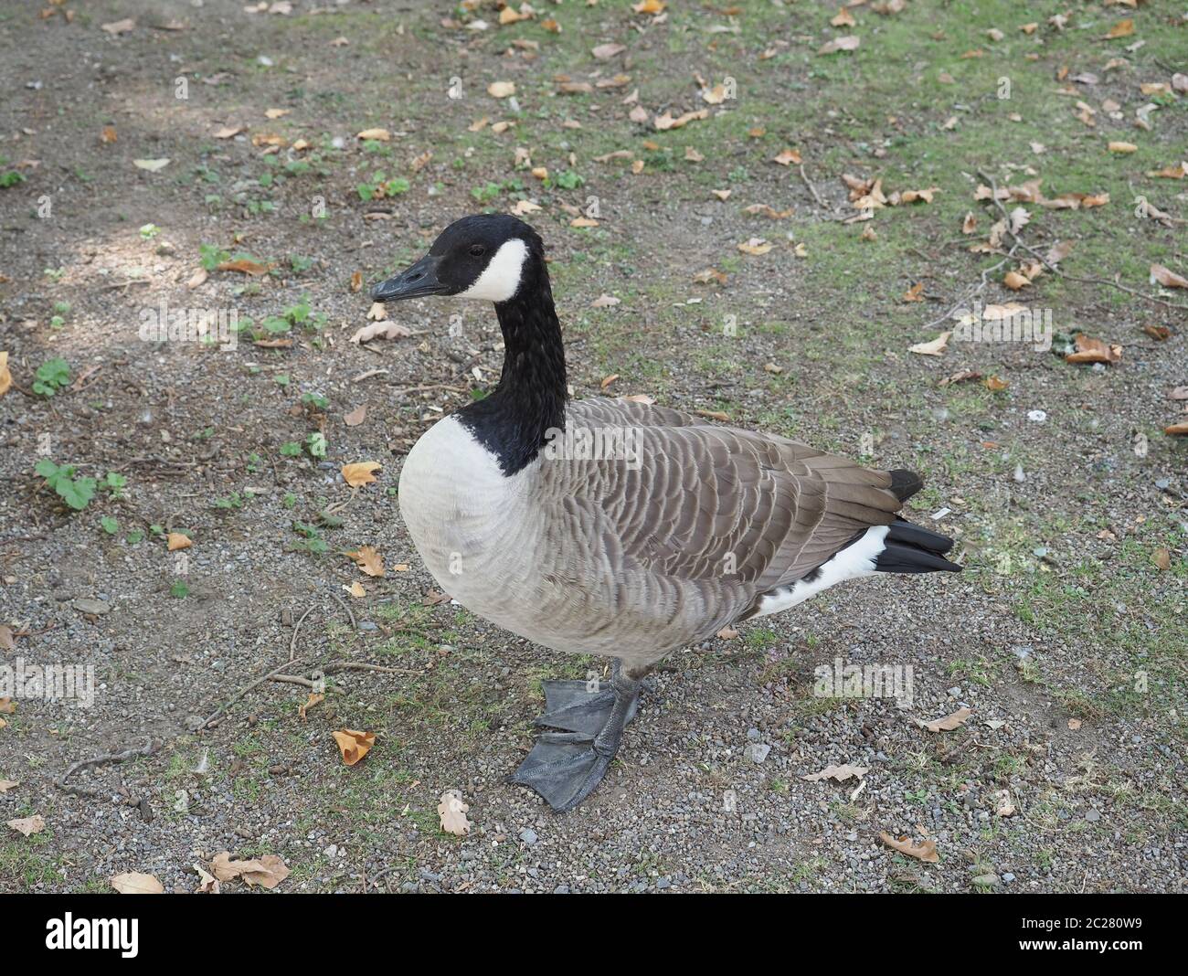 Canada Goose (Branta canadensis) animal of phylum Chordata, clade ...