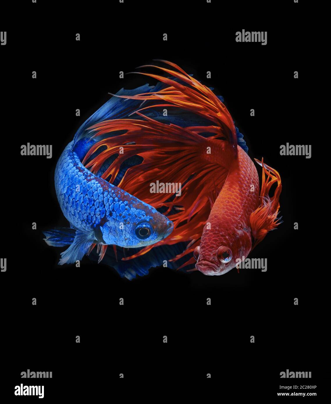 Beautiful betta fish hi-res stock photography and images - Alamy