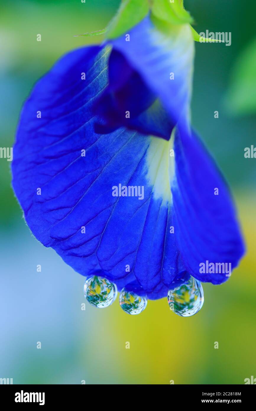Butterfly pea hi-res stock photography and images - Alamy