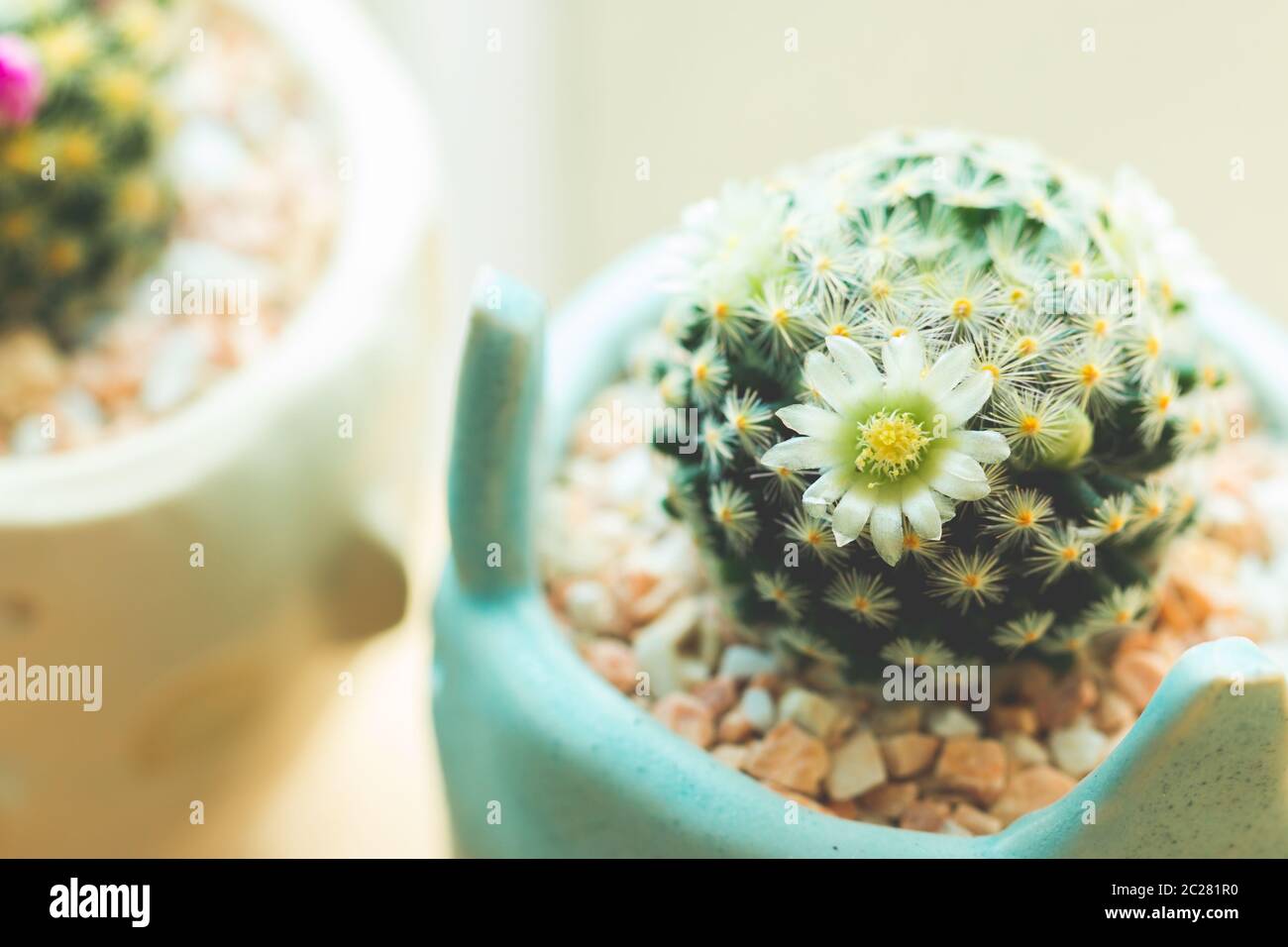 Baby echeveria hi-res stock photography and images - Alamy