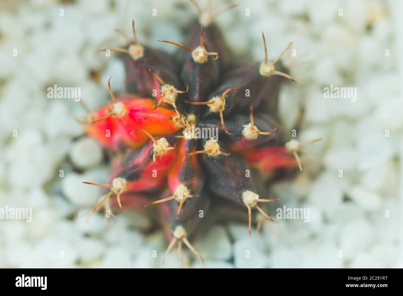 Baby succulents hi-res stock photography and images - Alamy