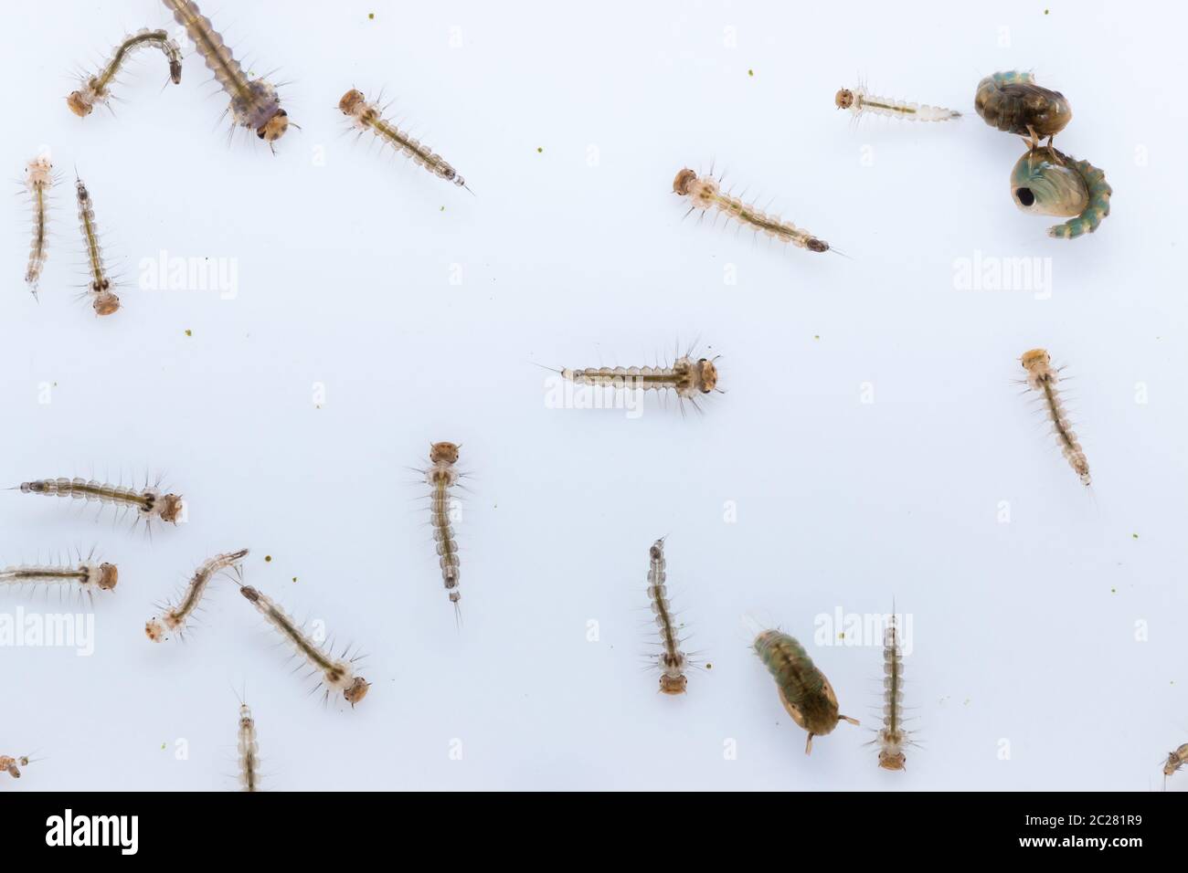 Dengue larva hi-res stock photography and images - Alamy