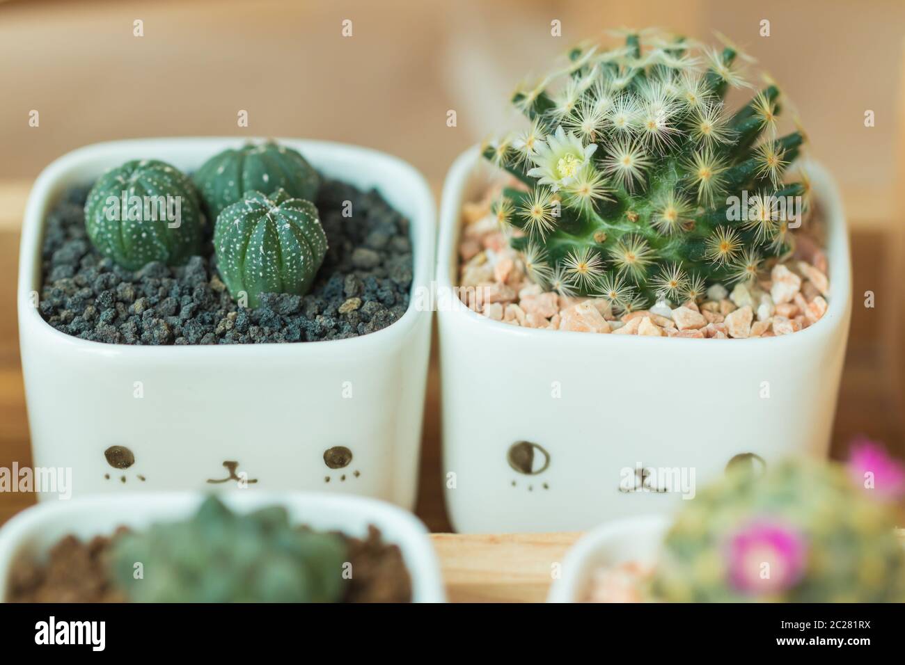 Baby succulents hi-res stock photography and images - Alamy