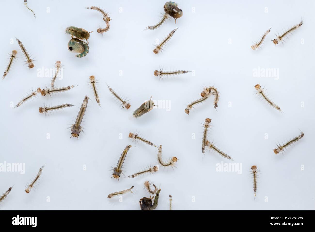 Dengue larva hi-res stock photography and images - Alamy