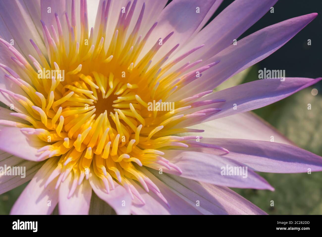 lotus flower closeup Stock Photo - Alamy