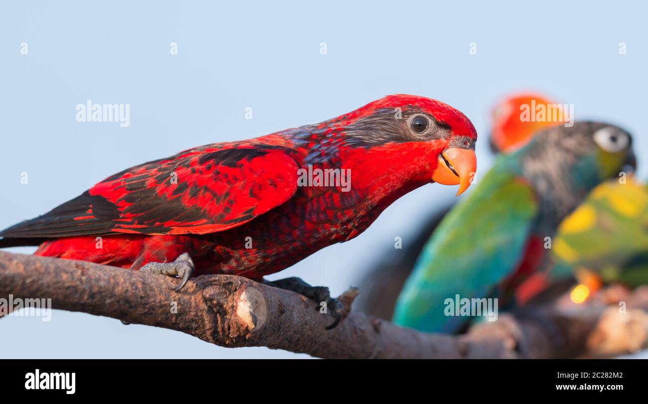 Parrot color hi-res stock photography and images - Alamy