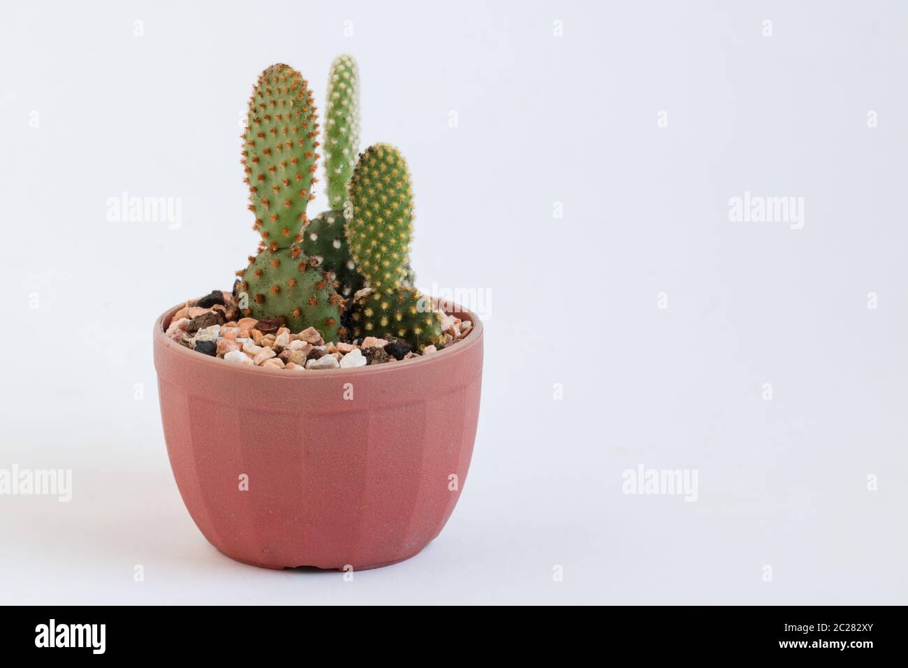 Baby flower pot hi-res stock photography and images - Alamy