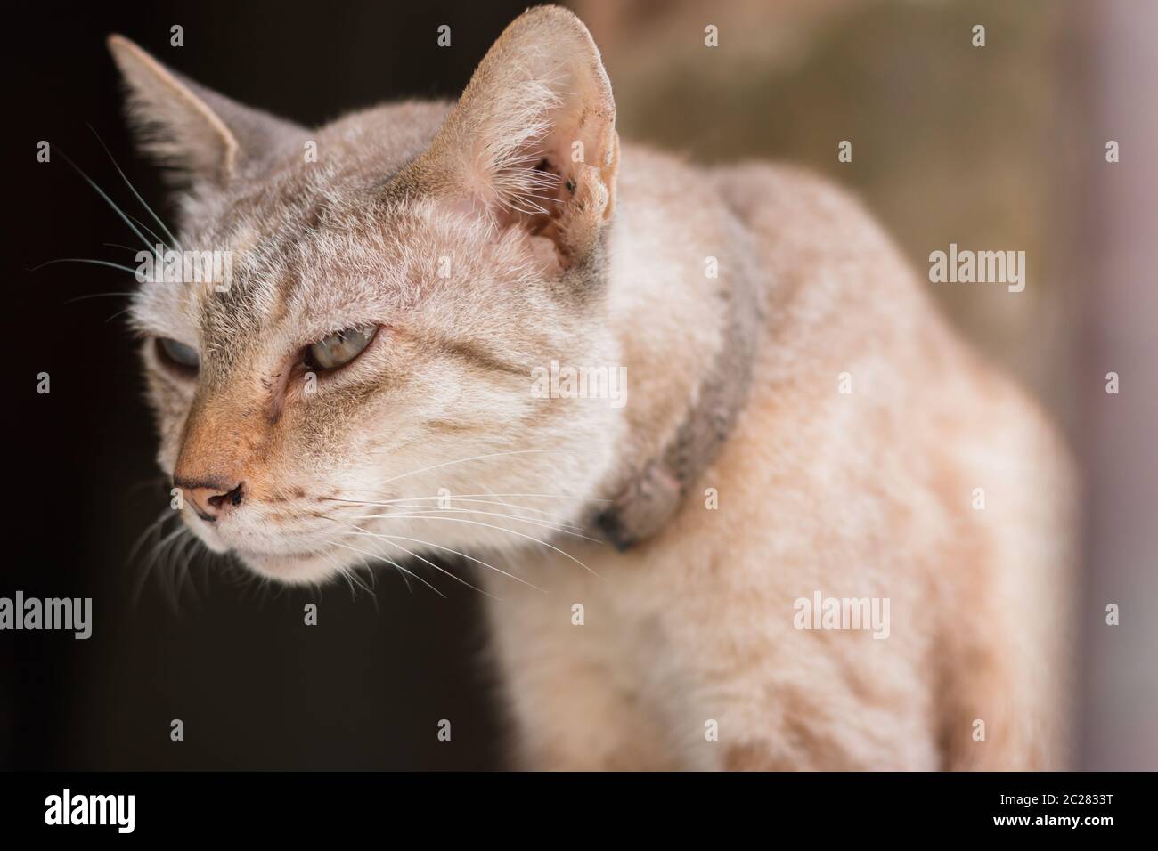 Stray cat life hi-res stock photography and images - Alamy