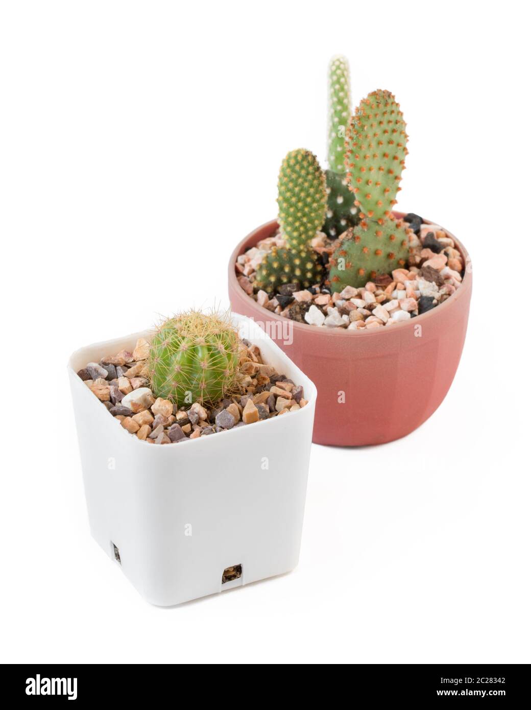 Baby cacti Cut Out Stock Images & Pictures - Alamy