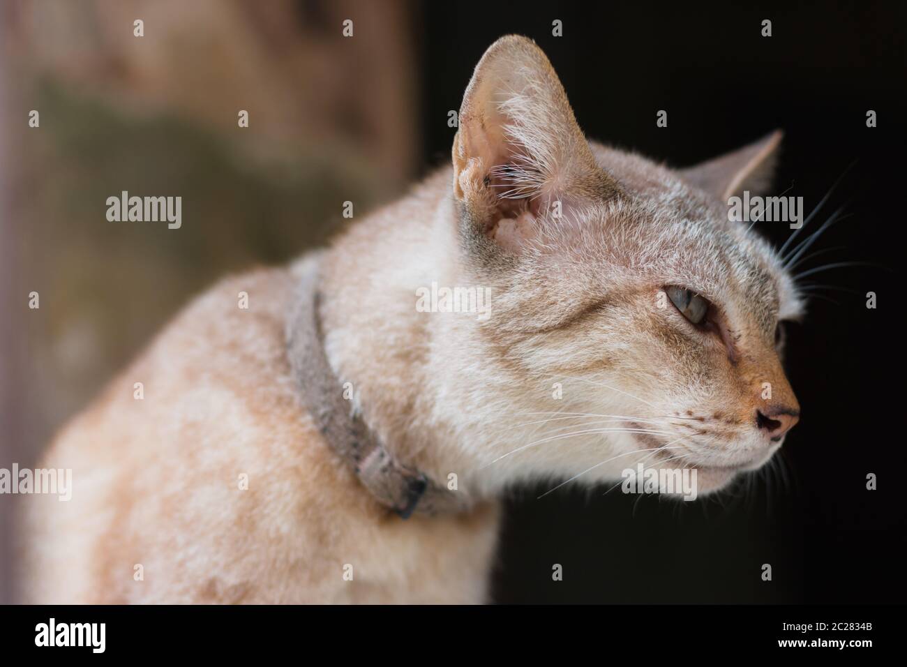 Careful cat hi-res stock photography and images - Alamy