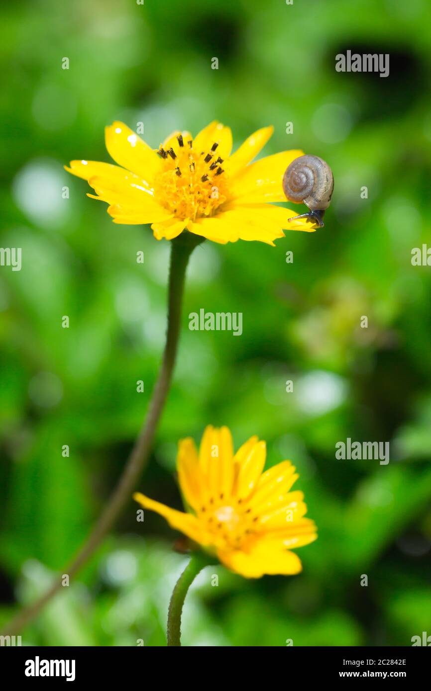 Baby snail hi-res stock photography and images - Alamy