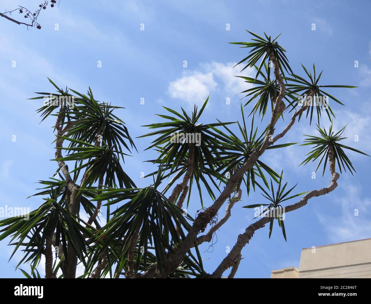Tall Yucca type tree against winter blue sky Stock Photo - Alamy