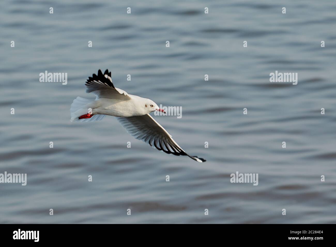 Beautiful bright colorful seagull hi-res stock photography and images ...