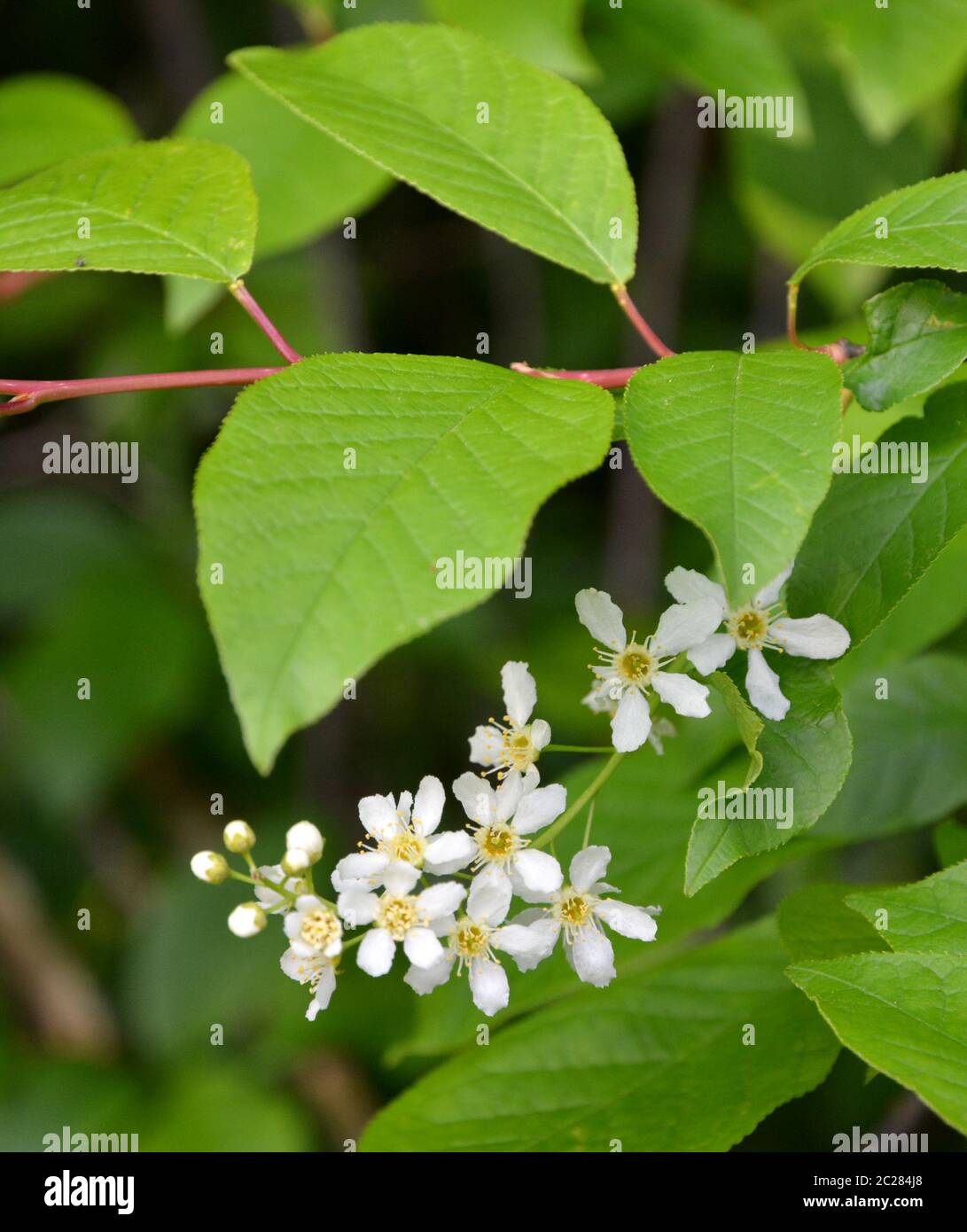 Bird cherry blossom hi-res stock photography and images - Alamy