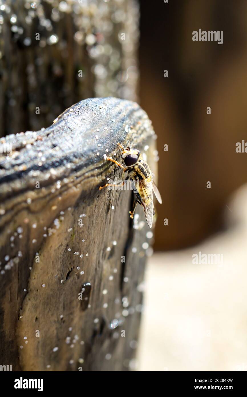 Bott fly hi-res stock photography and images - Alamy