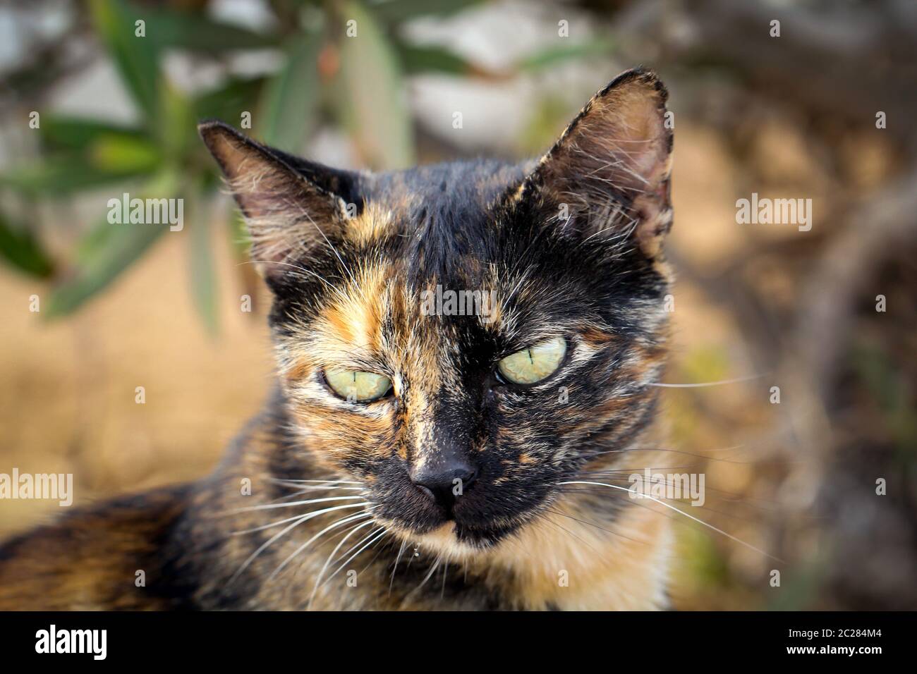 Portrait of a watchful, lazy, watching cat Stock Photo - Alamy